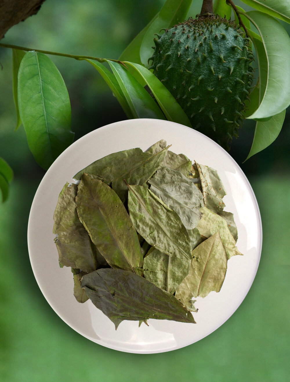 Organic Soursop Leaf Whole Organic Life Teas