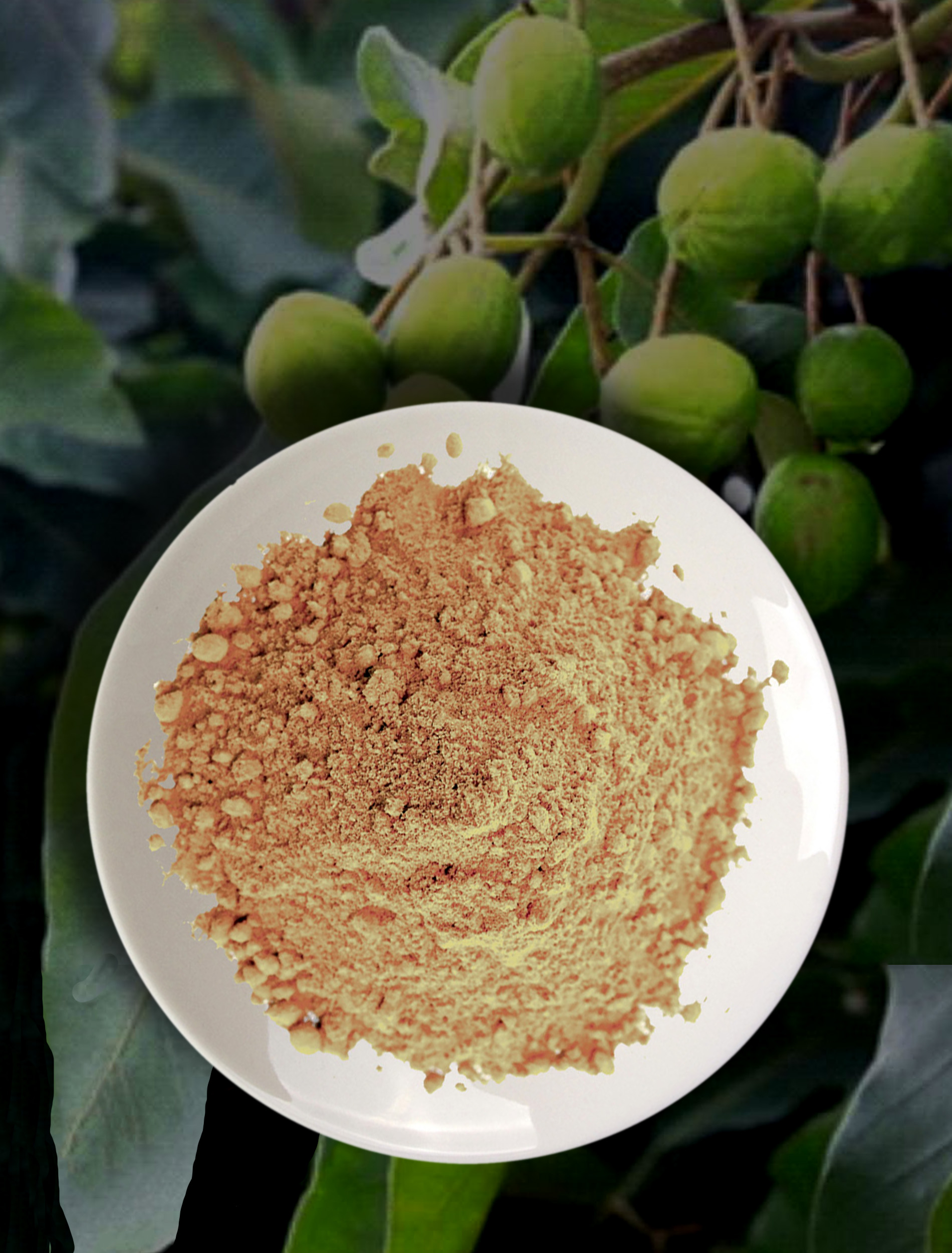 Bulu Terminalia Billerica – Powder – Seren Leaf Organic – Bio Bliss