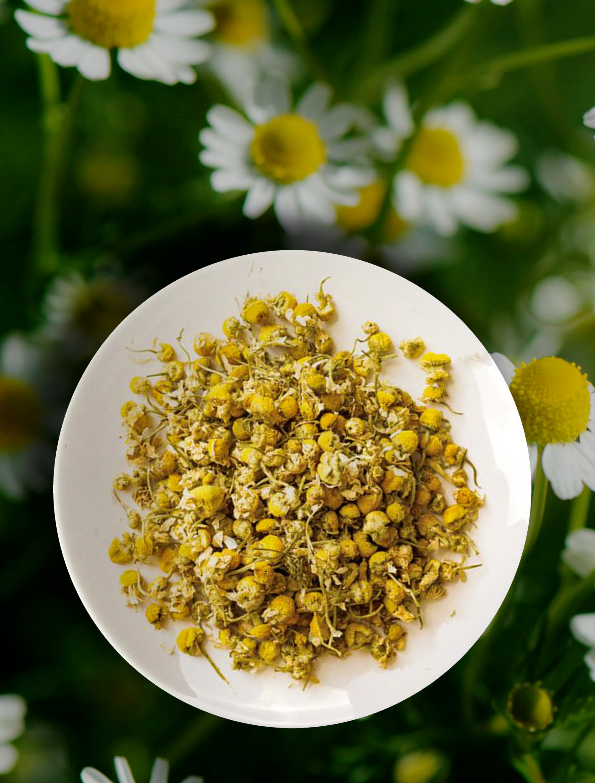 Chamomile – Whole – Seren Leaf Organic – Bio Bliss
