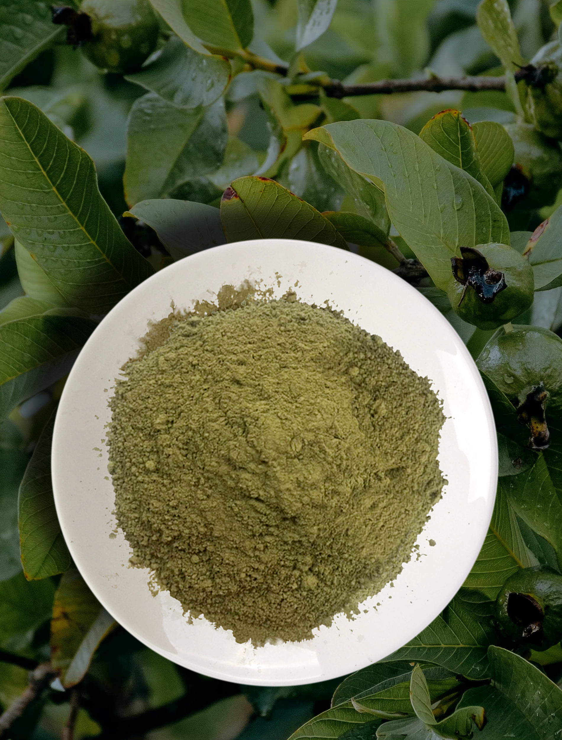 Organic Guava Leaf – Powder – Seren Leaf Organic – Bio Bliss