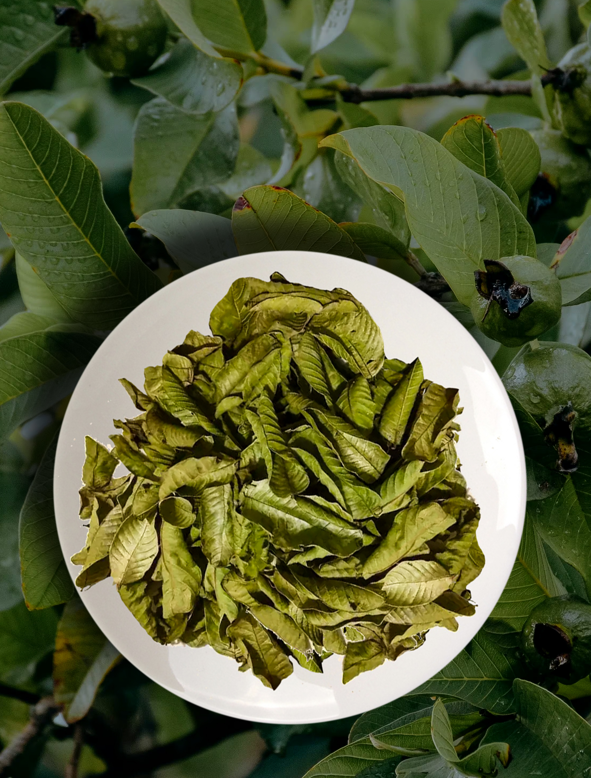 Organic Guava Leaves – Whole – Seren Leaf Organic – Bio Bliss