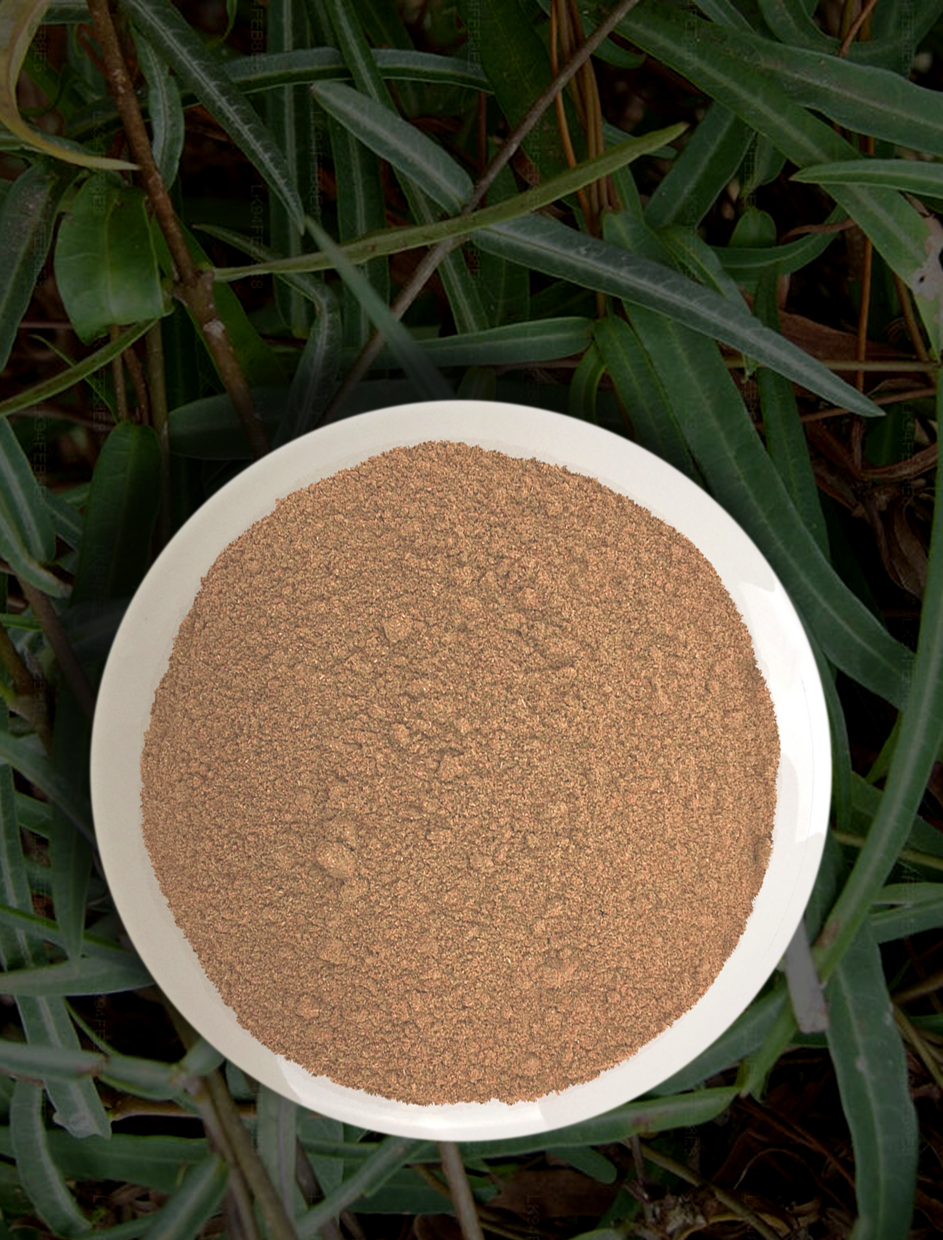 Organic Iramusu Sarsaparilla – Powder – Seren Leaf Organic – Bio Bliss